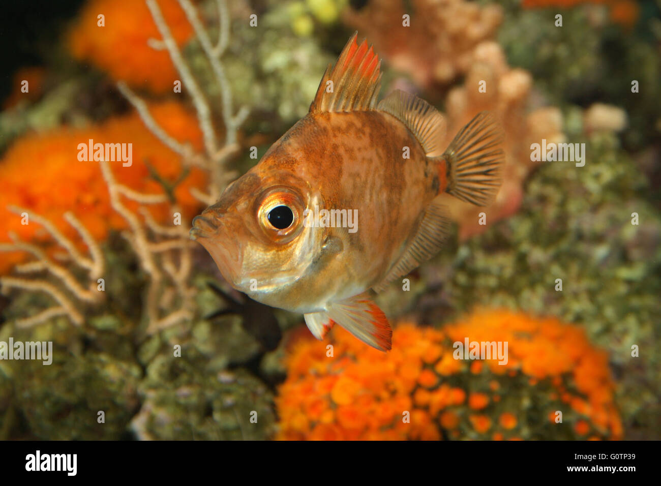 Boar fish capros aper caproidae hi-res stock photography and images - Alamy