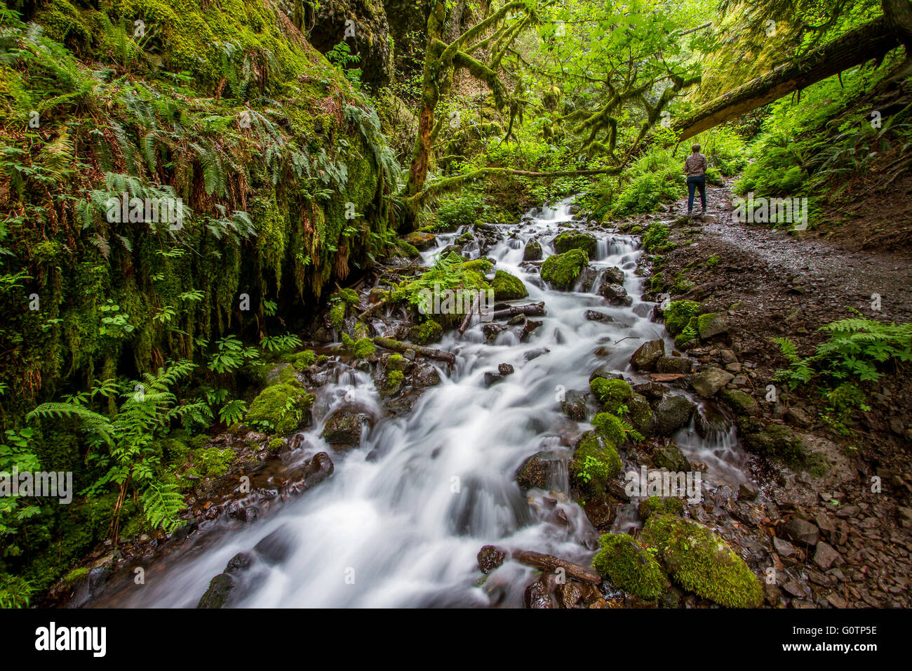 Flowing steam on a hiking trail in the Columbia River Gorge Stock Photo ...