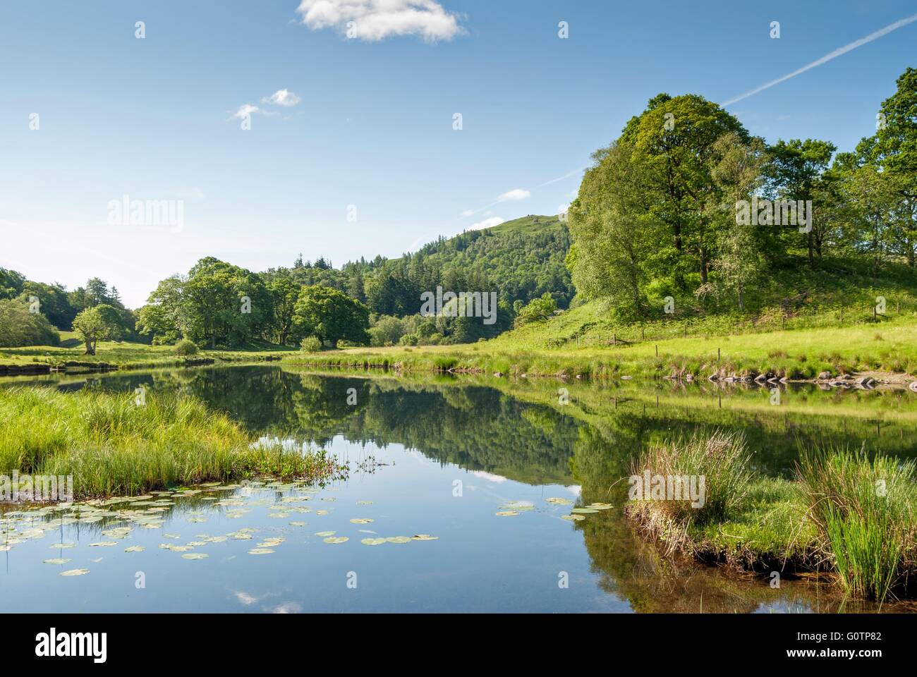 Riverbank water lilies hi-res stock photography and images - Alamy