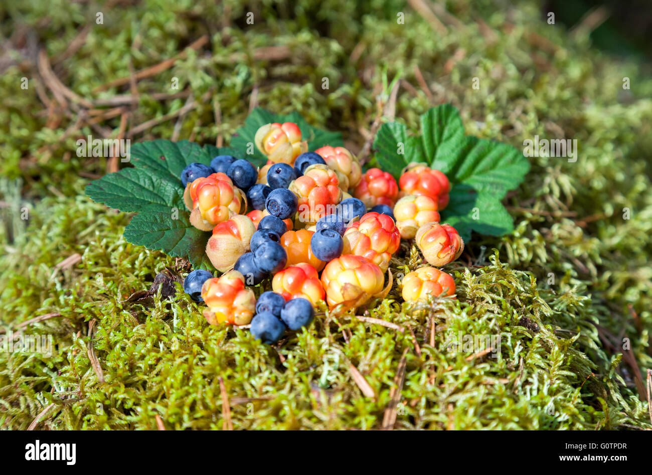 Wild berries on a green vegetative background in wood. Fresh wild fruit ...