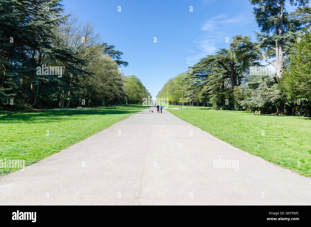 Long straight path running through Cirencester Park on the Bathurst ...