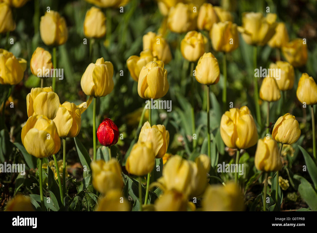 Single red tulip stands hi-res stock photography and images - Alamy
