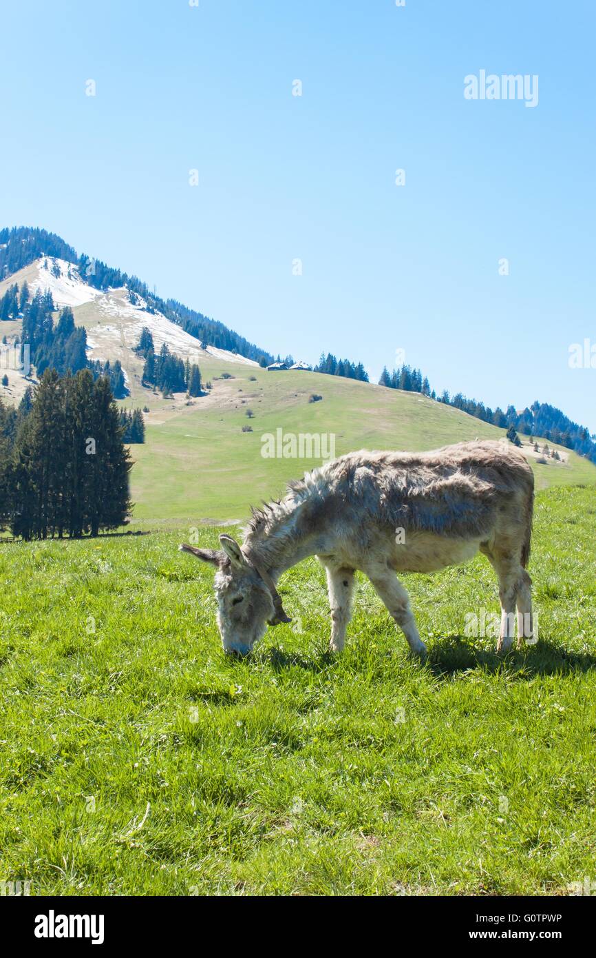 Donkey in a pasture in the mountains. Mountain pastures in Switzerland ...
