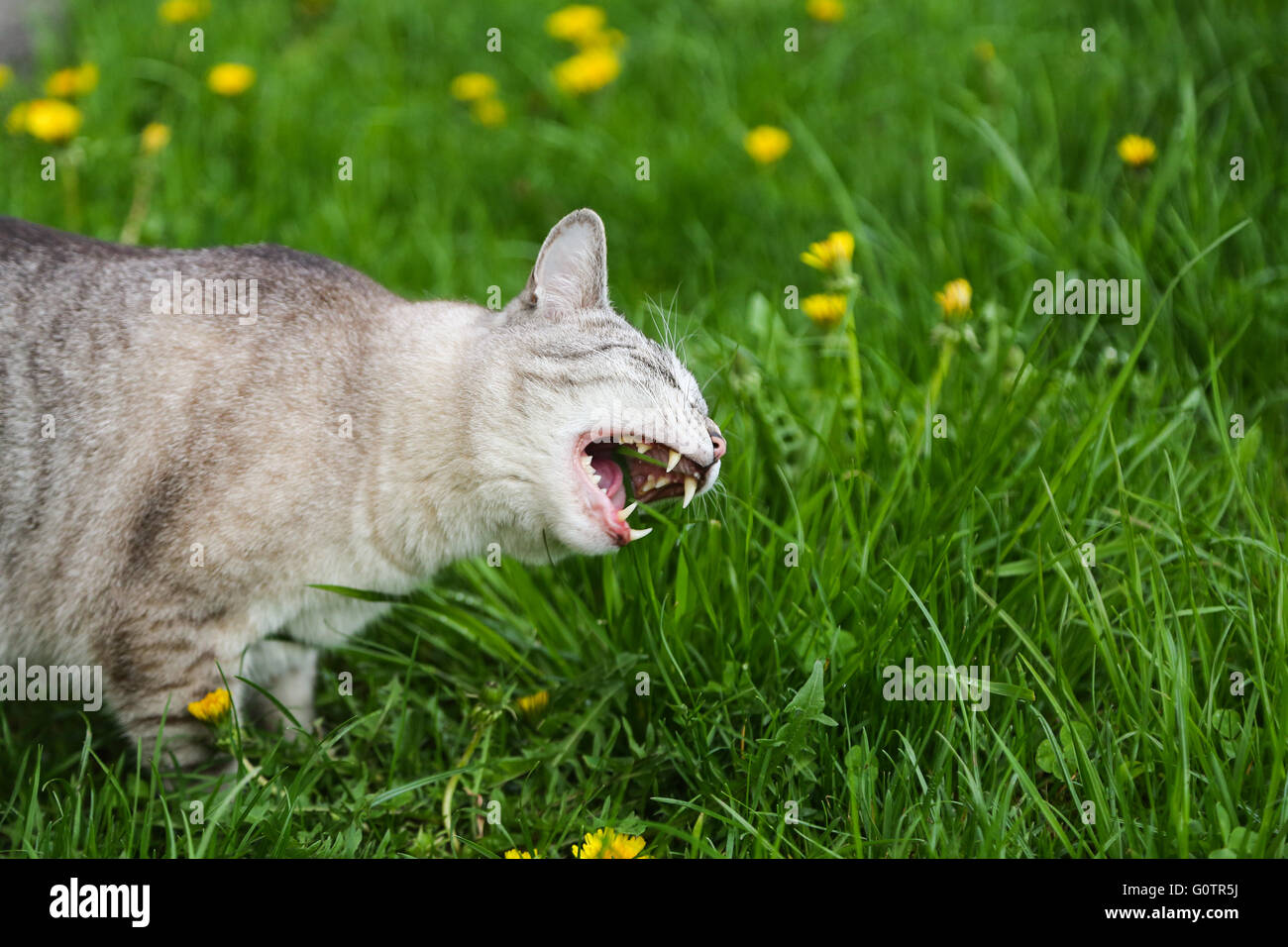 Healthy feral cat hi-res stock photography and images - Alamy