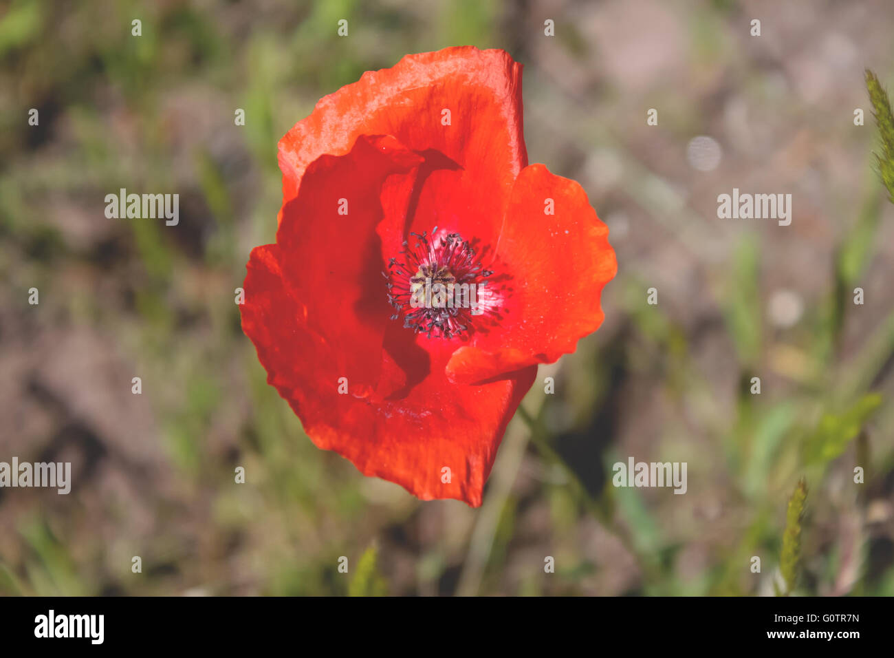 Poppy on the ground hi-res stock photography and images - Alamy