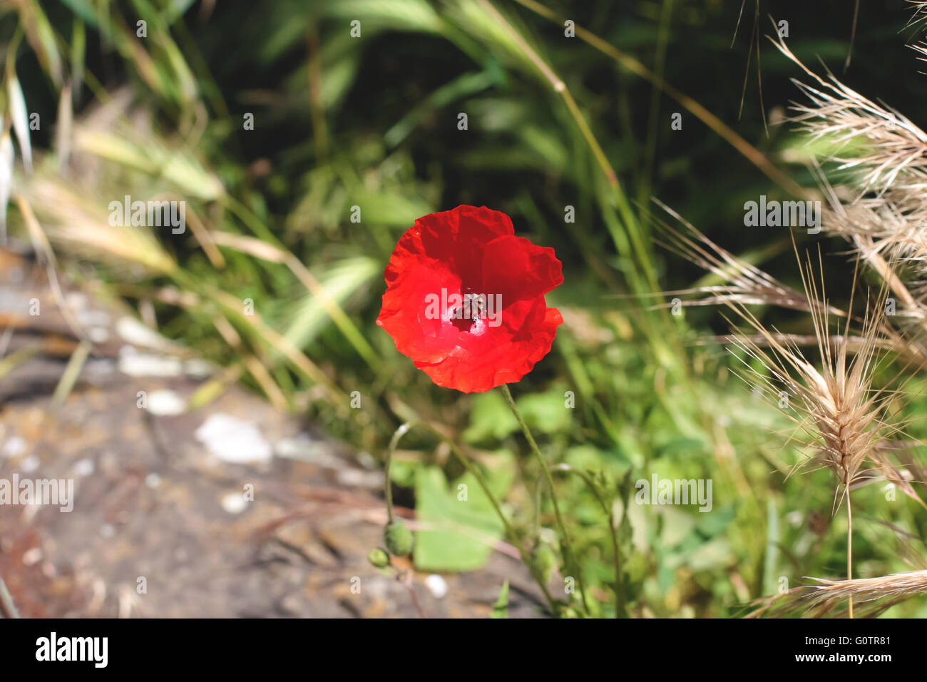 Poppy Flower on the ground Stock Photo - Alamy