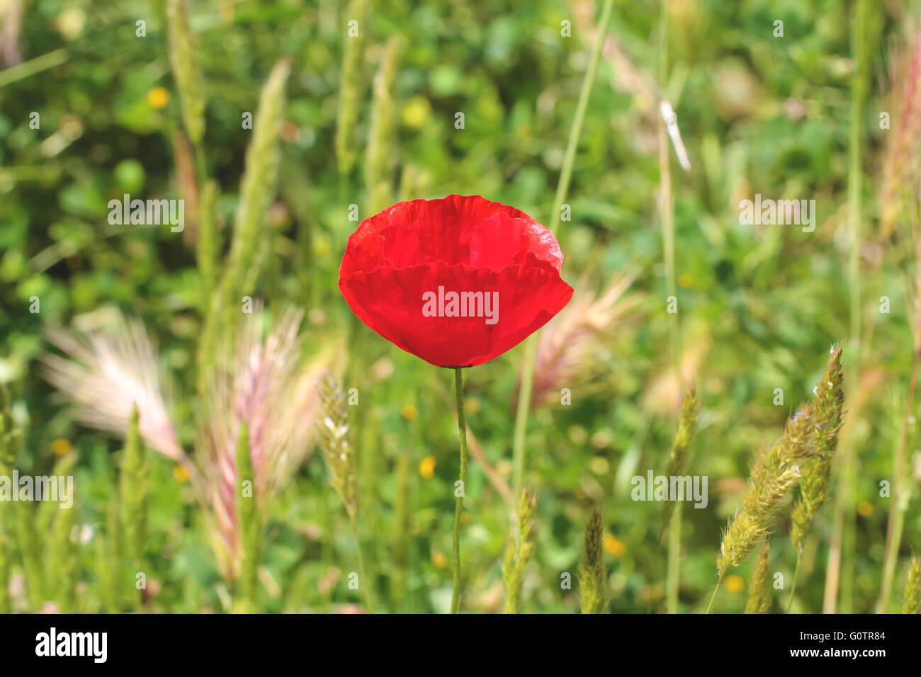 Poppy Flower on the ground Stock Photo - Alamy