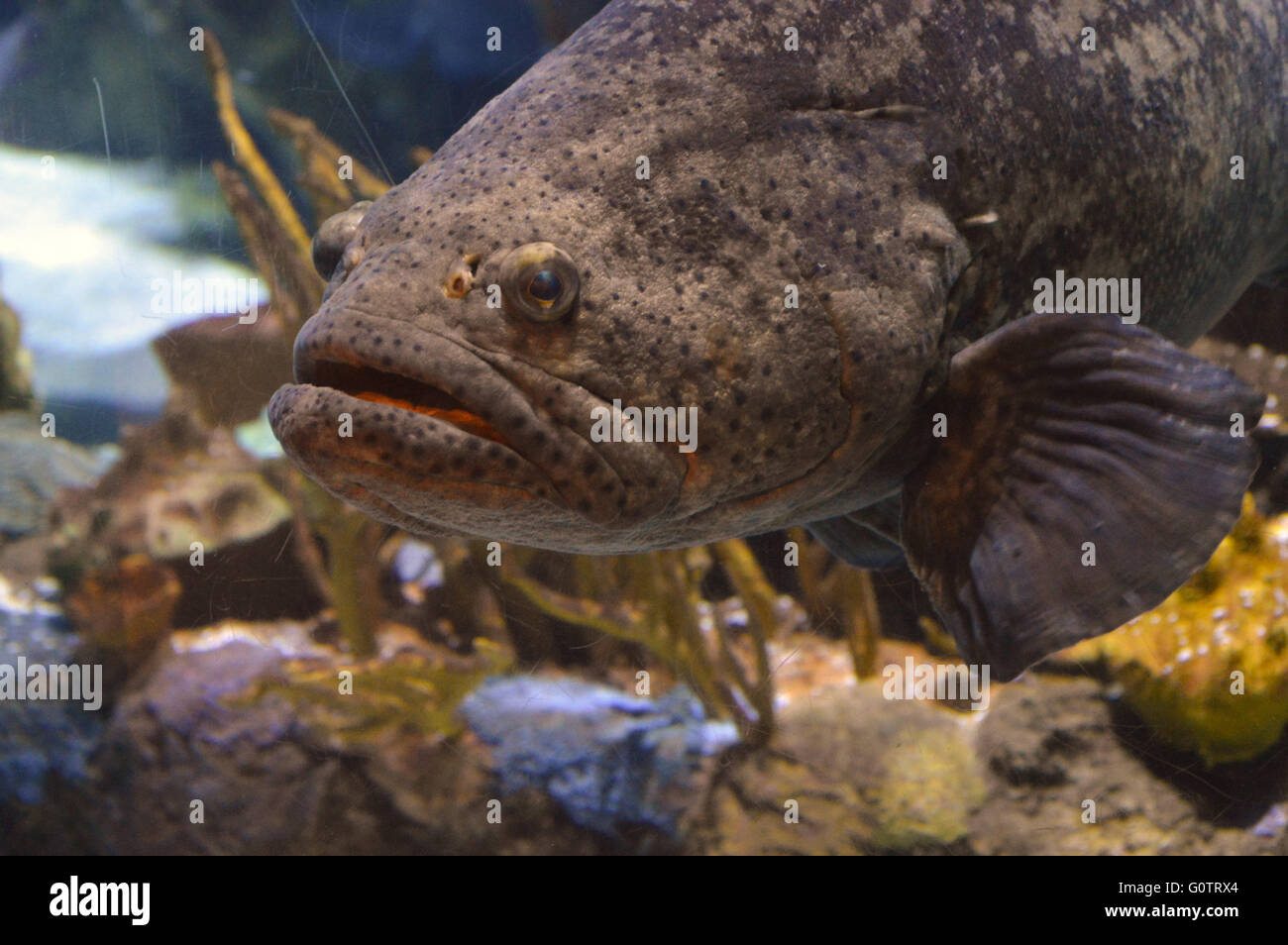 Speckled fish hi-res stock photography and images - Alamy