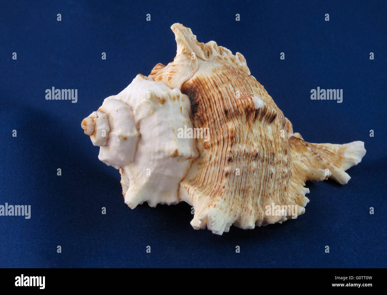 Wonderful curl sea shell Stock Photo - Alamy