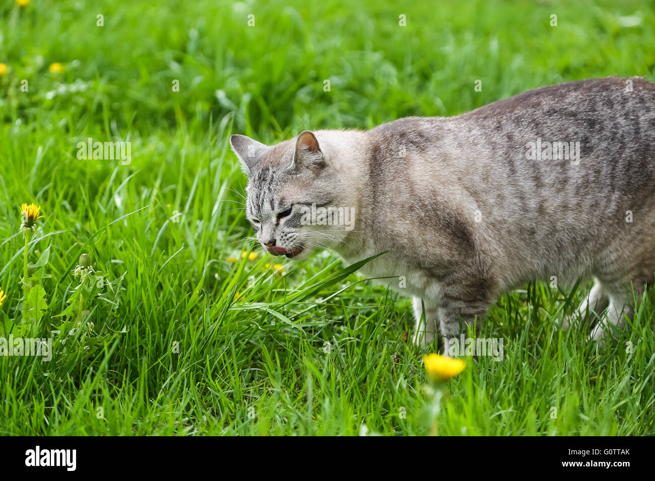 Hungry cat hi-res stock photography and images - Alamy