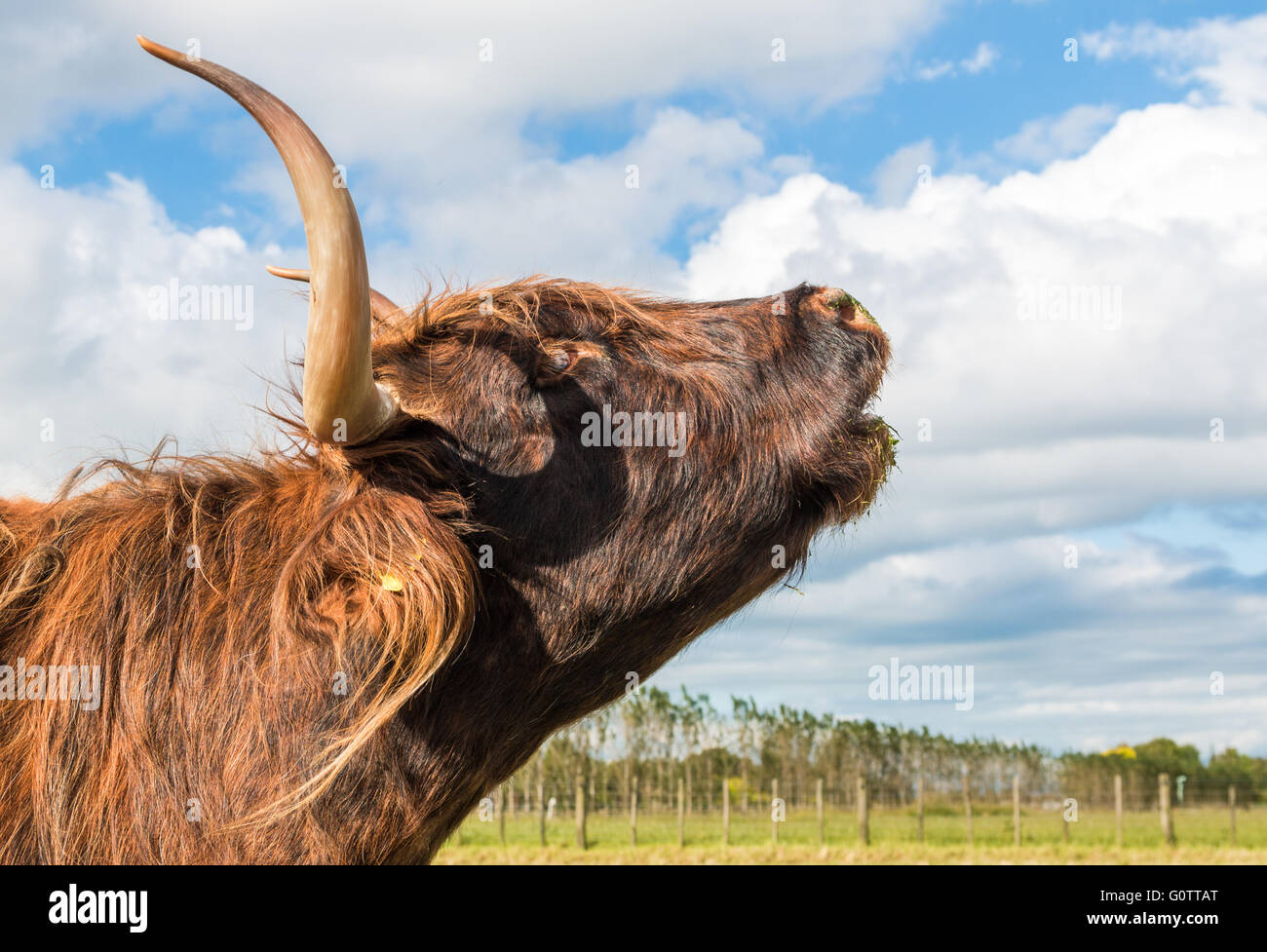 Highland cow with her long horns doing a moo call Stock Photo - Alamy