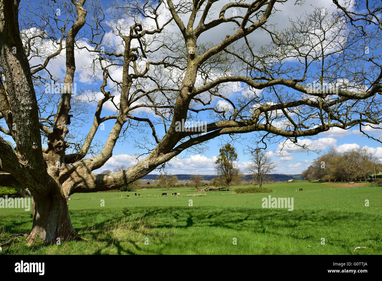 English field tree hi-res stock photography and images - Alamy