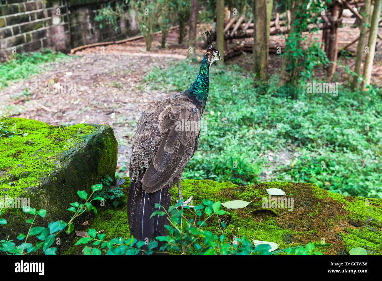 Peacock standing on the ground Stock Photo - Alamy
