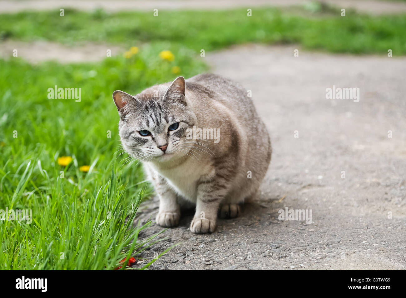 Beautiful grey cat sitting outdoor in summer Stock Photo - Alamy