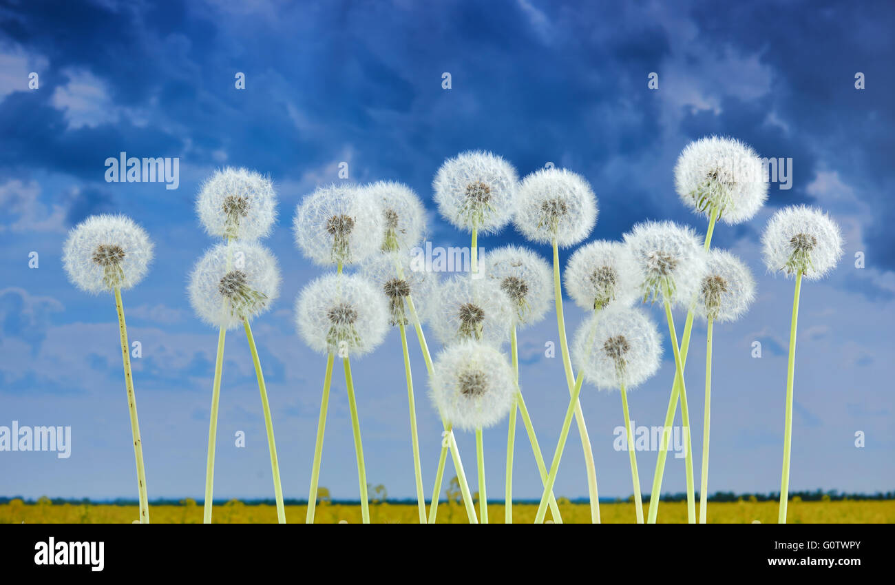 dandelion flower on summer field background, many closeup object Stock ...