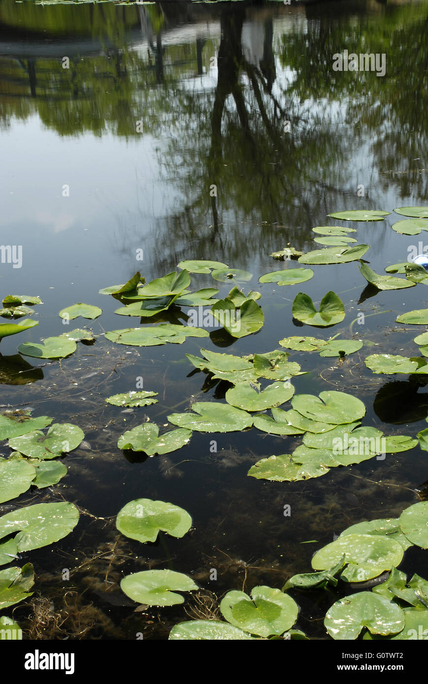 Lily pads on a lake with a reflection of a tree and bridge. Taken in ...