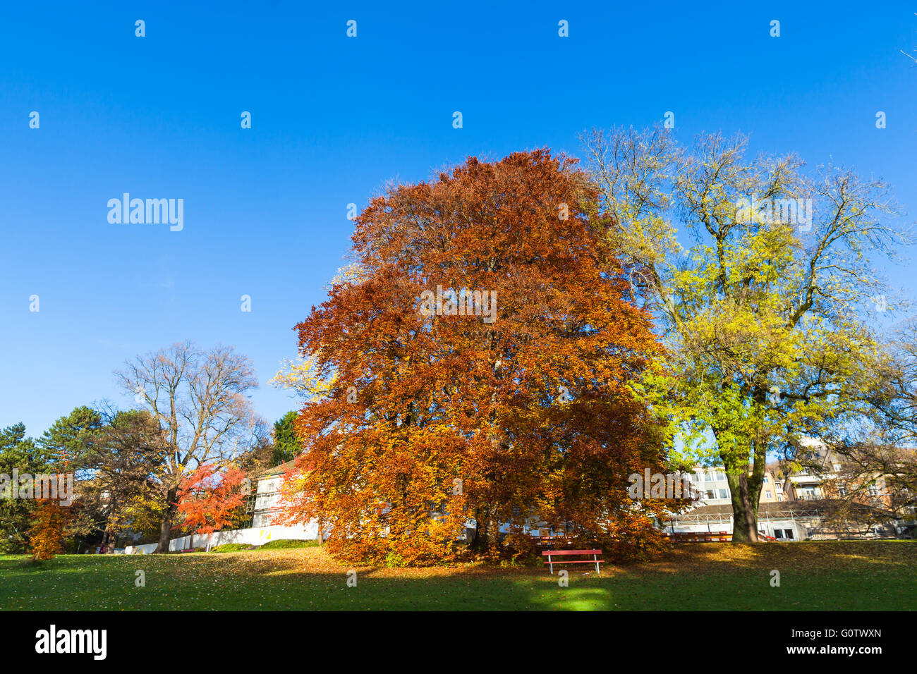 Tranquil scene: golden tree and leaves in autumn, in Zurich ...