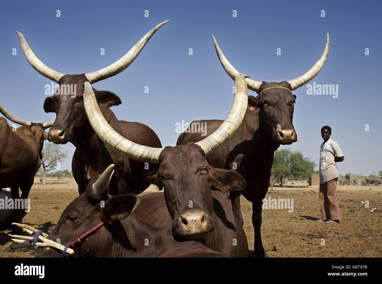 Cattle herd, Ankole cows, Niger Stock Photo - Alamy