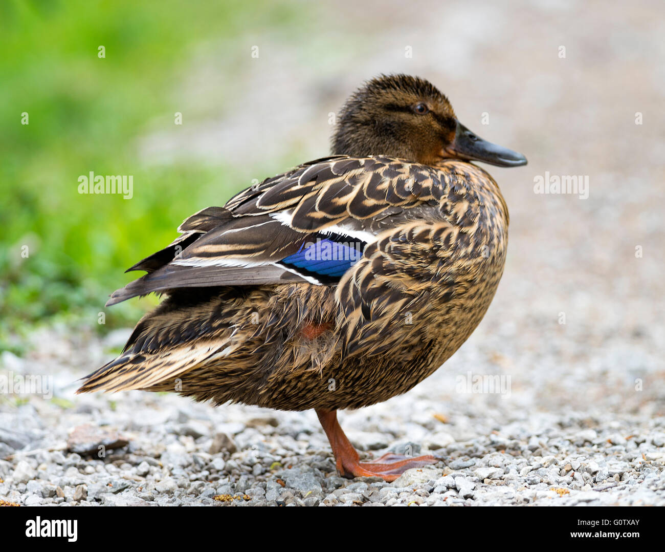Female mallard duck with purple feathers hi-res stock photography and ...