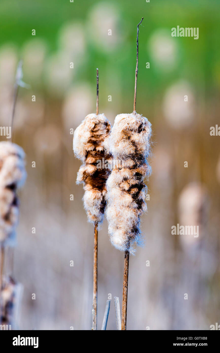 Common Bulrush Seed-head in Wetland at Old Moor Dearne Valley near ...
