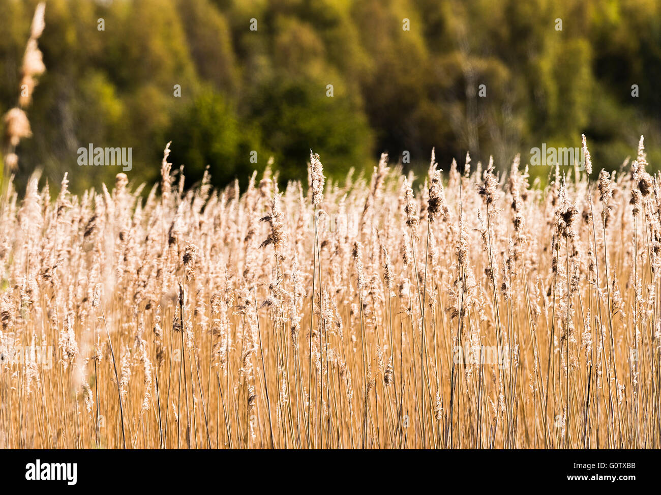 A Typical Reed-bed at Old Moor Gives Excellent Cover and Habitat for ...