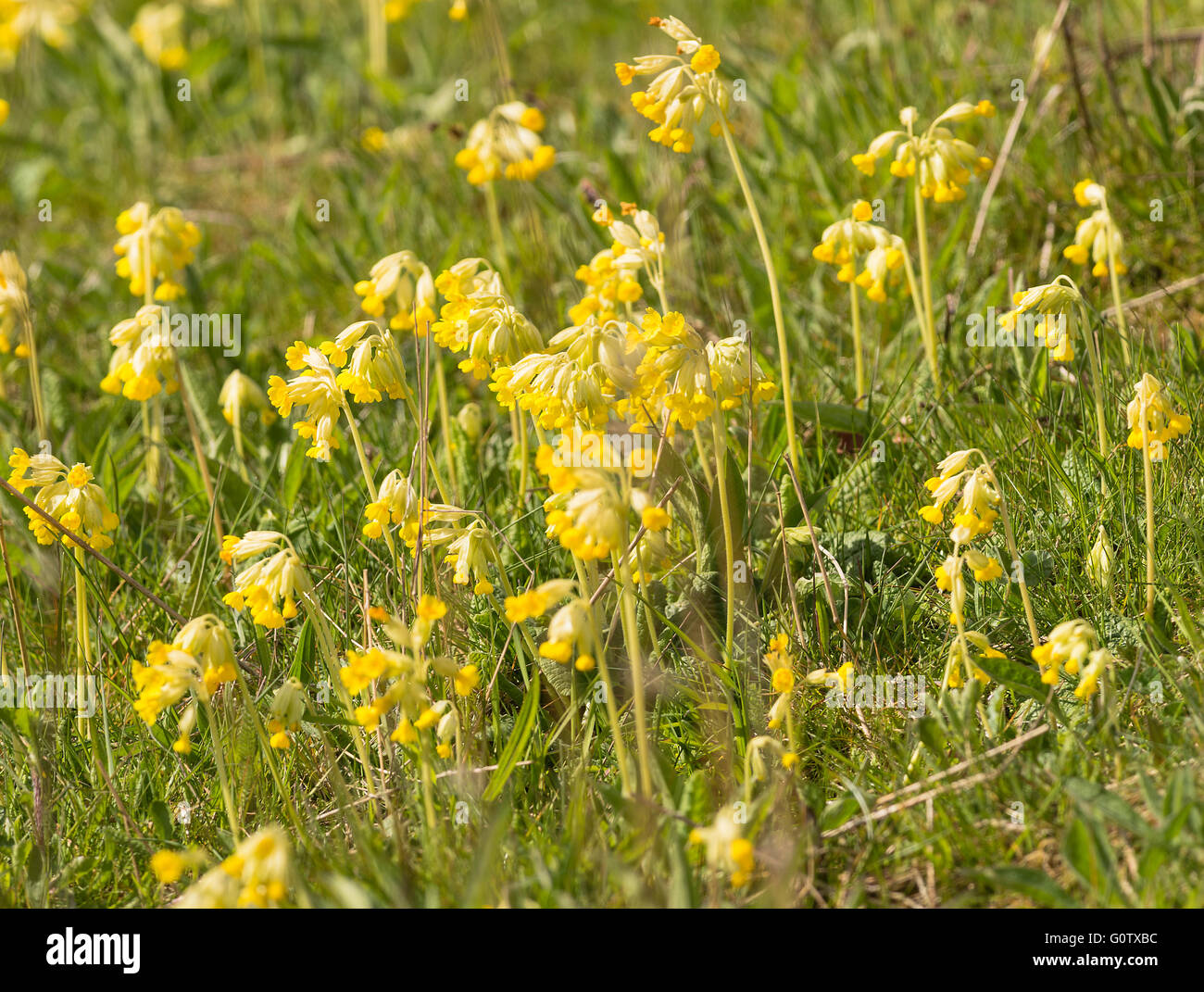 Beautiful Cowslip Flowers in Wildflower Meadow at Old Moor Dearne ...
