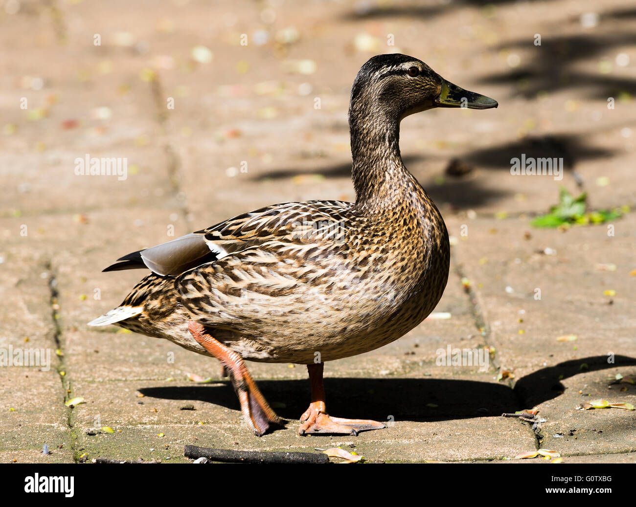 Female Mallard Duck on a Pathway at Old Moor Dearne Valley Barnsley ...