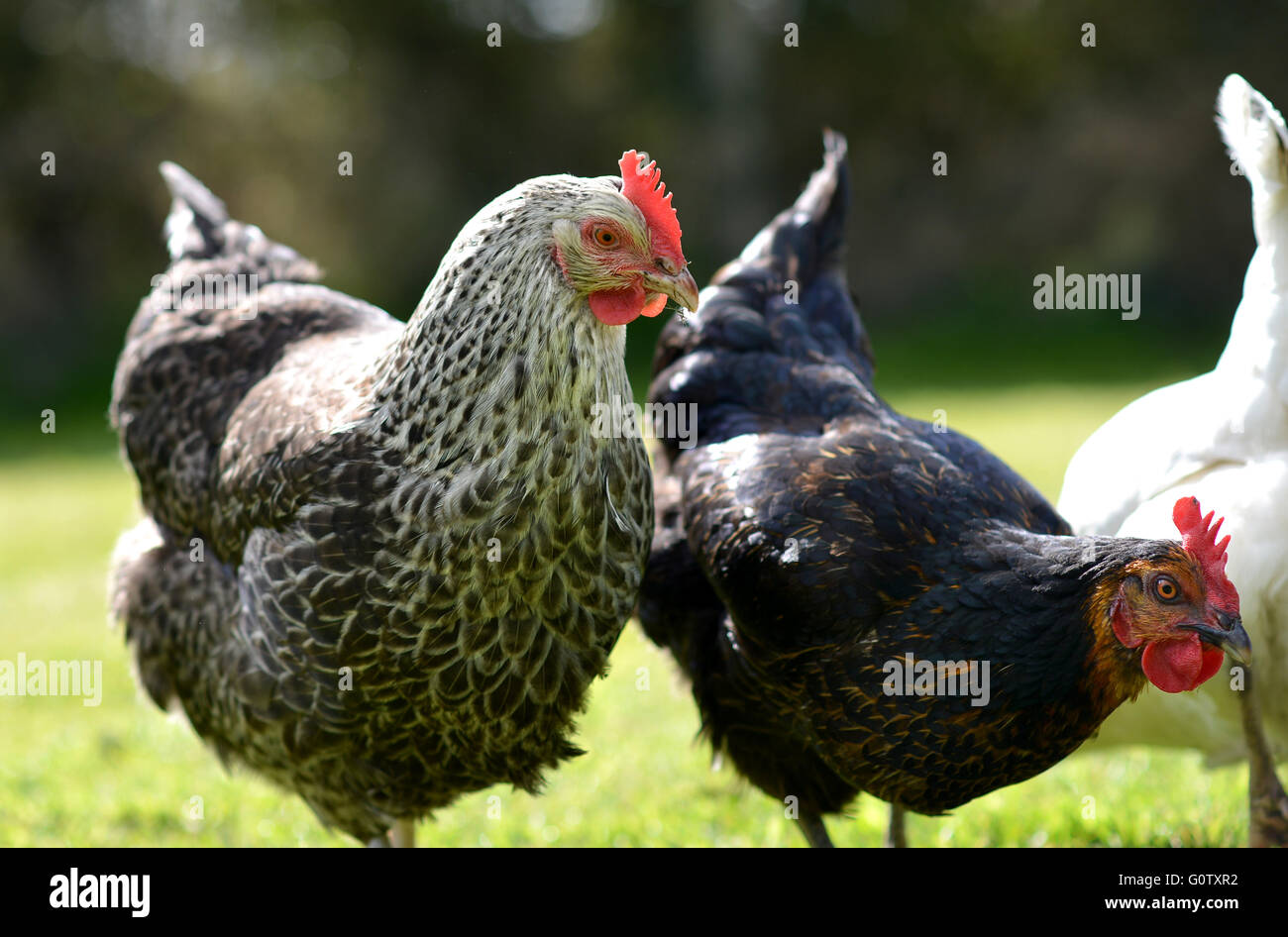 Freerange hens hi-res stock photography and images - Alamy
