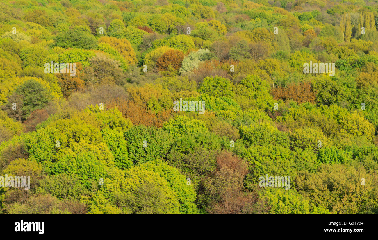 forest from above - colorful trees aerial treetop Stock Photo - Alamy