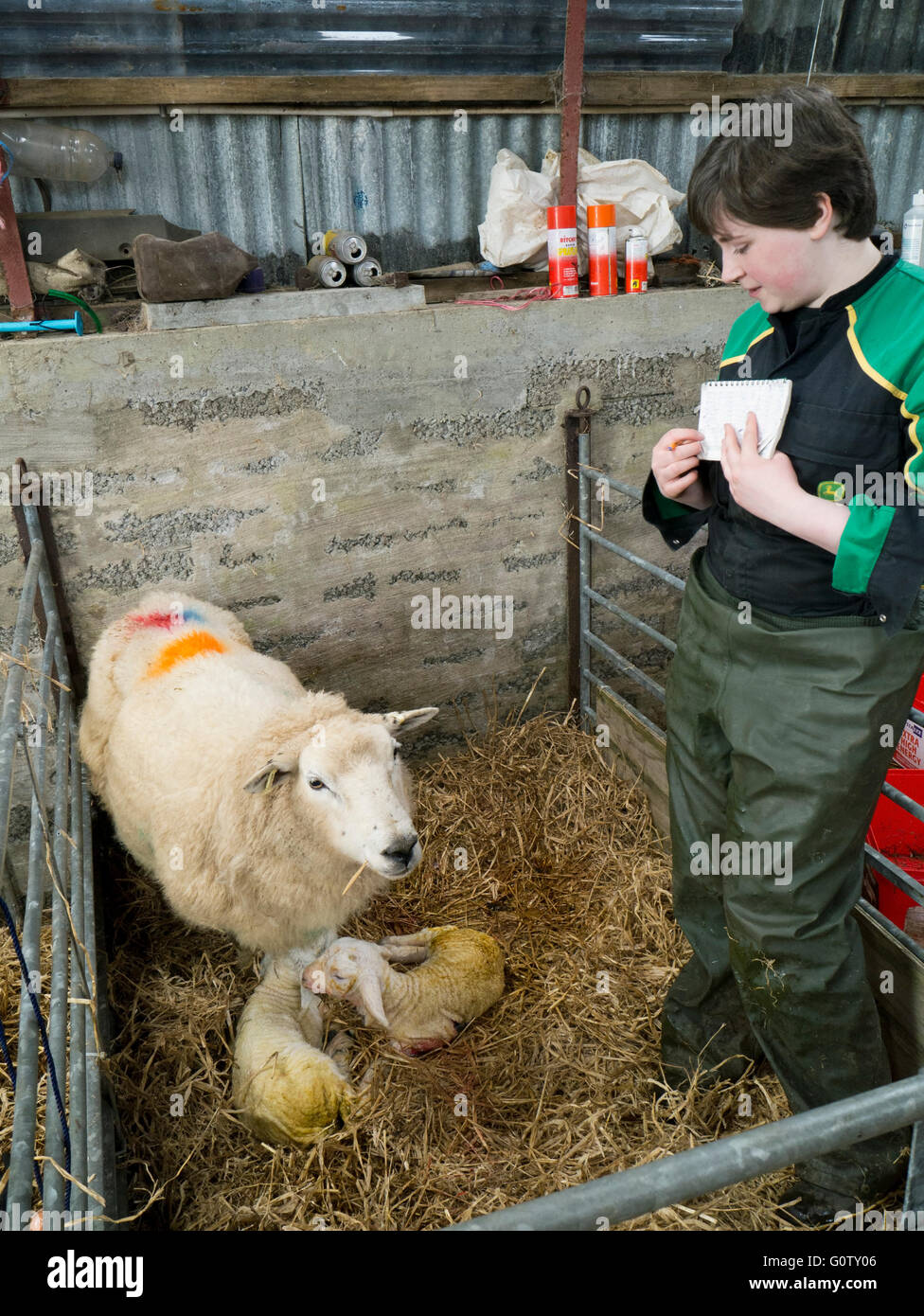 Scottish lambing hi-res stock photography and images - Alamy
