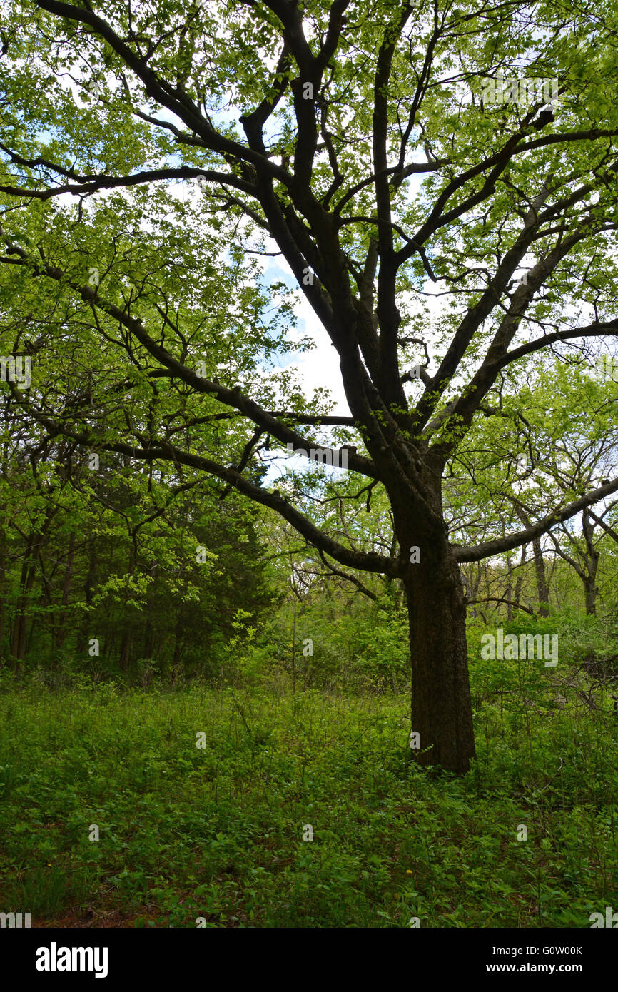 An old tree in the woods at Starved Rock State Park on the banks of the ...