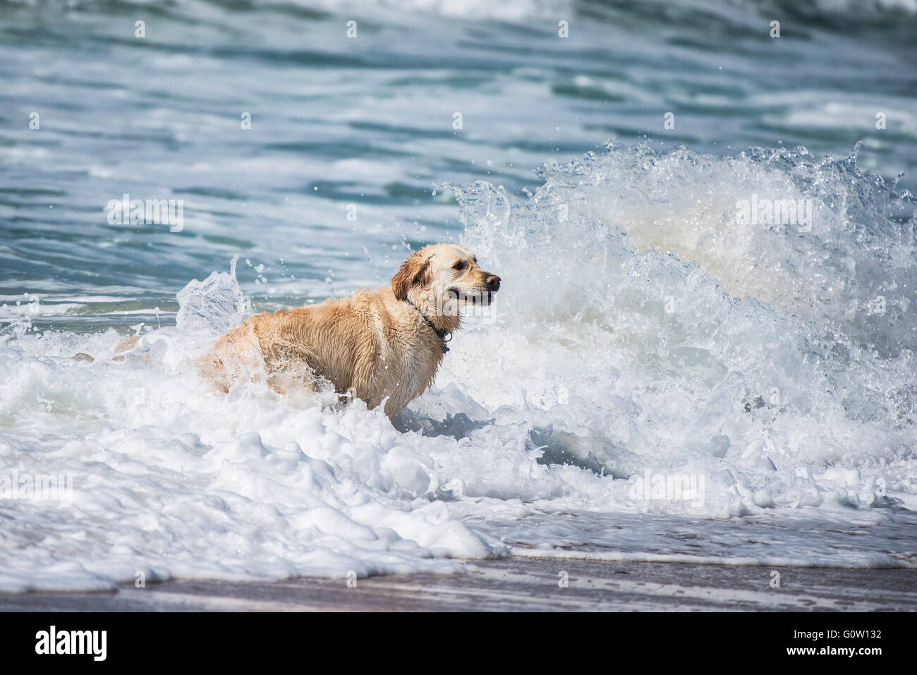 A Golden Labrador playing in the sea at Fistral Beach in Newquay ...
