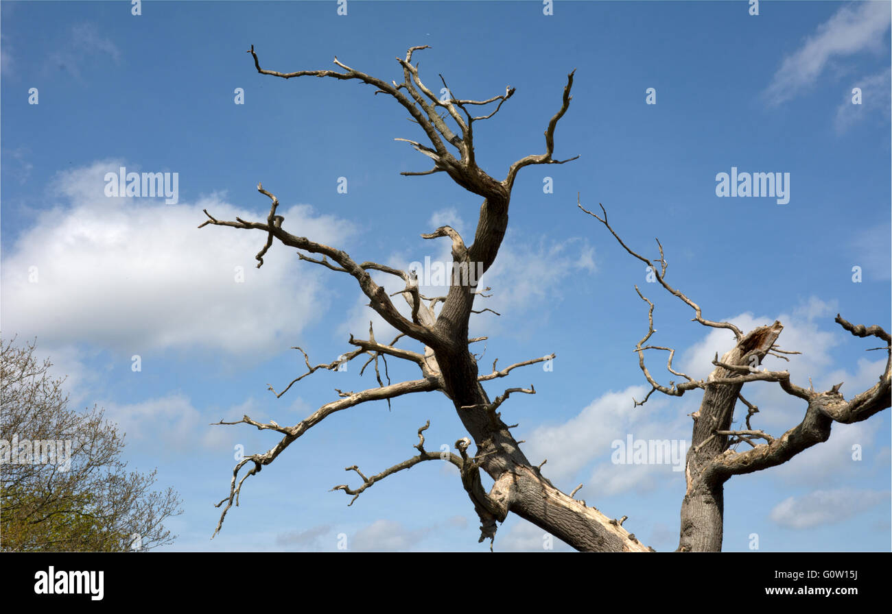 Dead twigs sky hi-res stock photography and images - Alamy