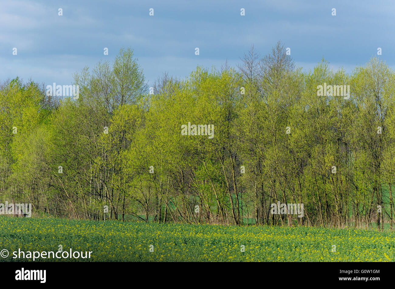 Budding spring trees fresh green germinating field cloudy sky Stock ...