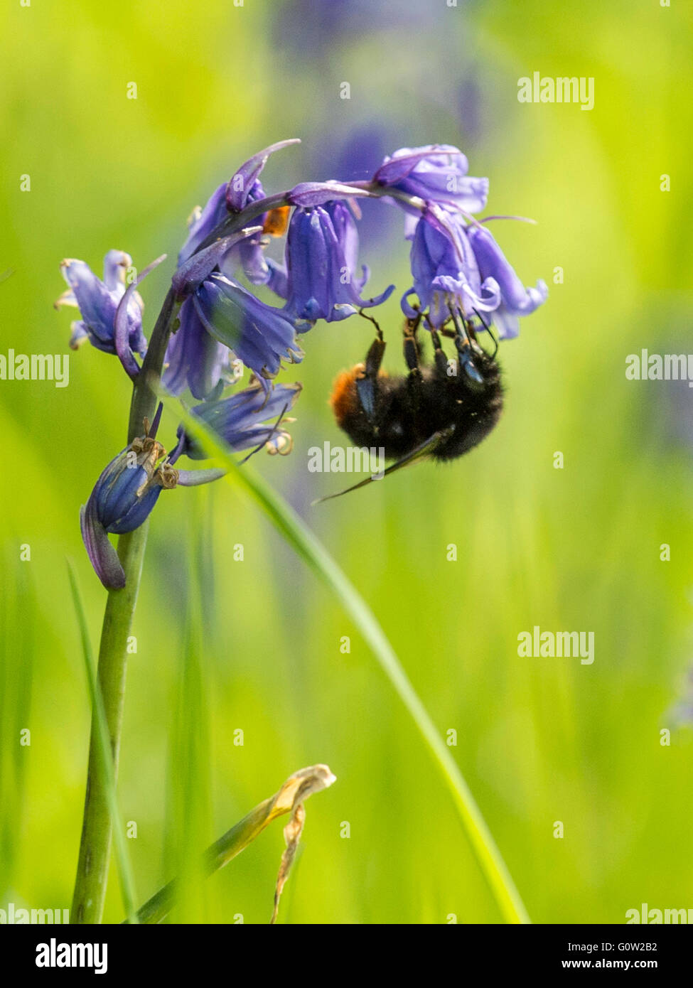 Beautiful spring scene depicting single bumble bee (Bombus) pollinating ...
