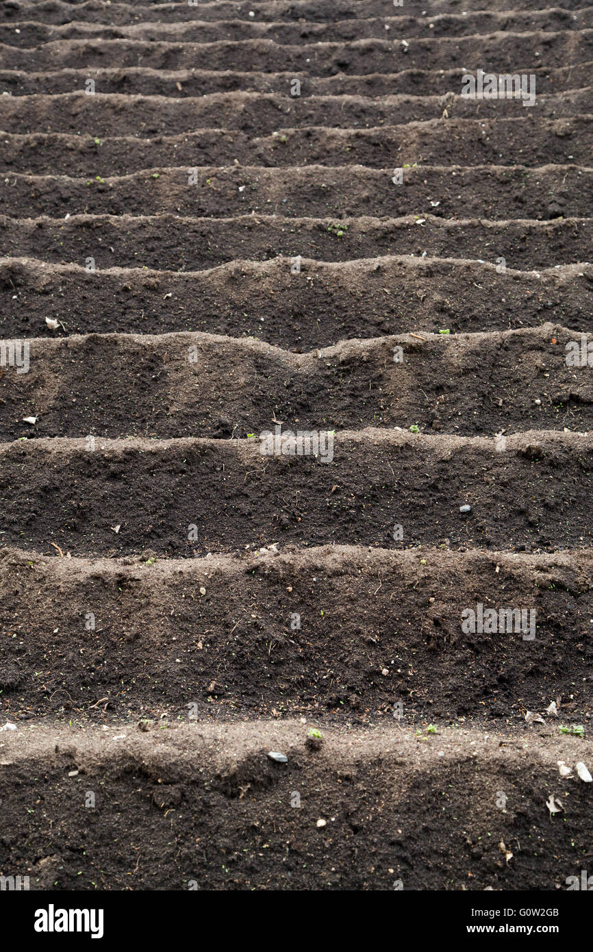 Cultivated field ready for planting and sowing Stock Photo - Alamy