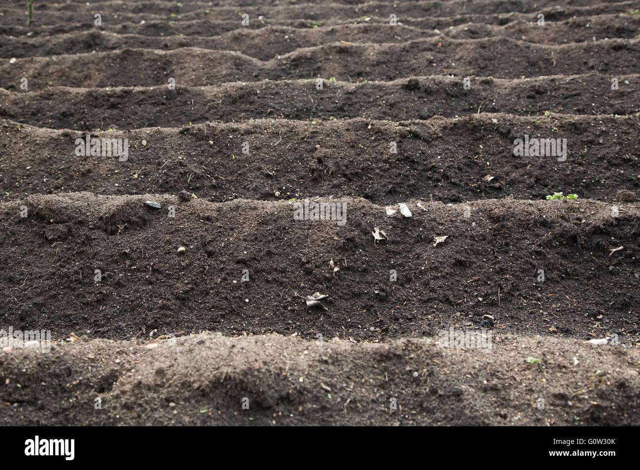 Cultivated field ready for planting and sowing Stock Photo - Alamy