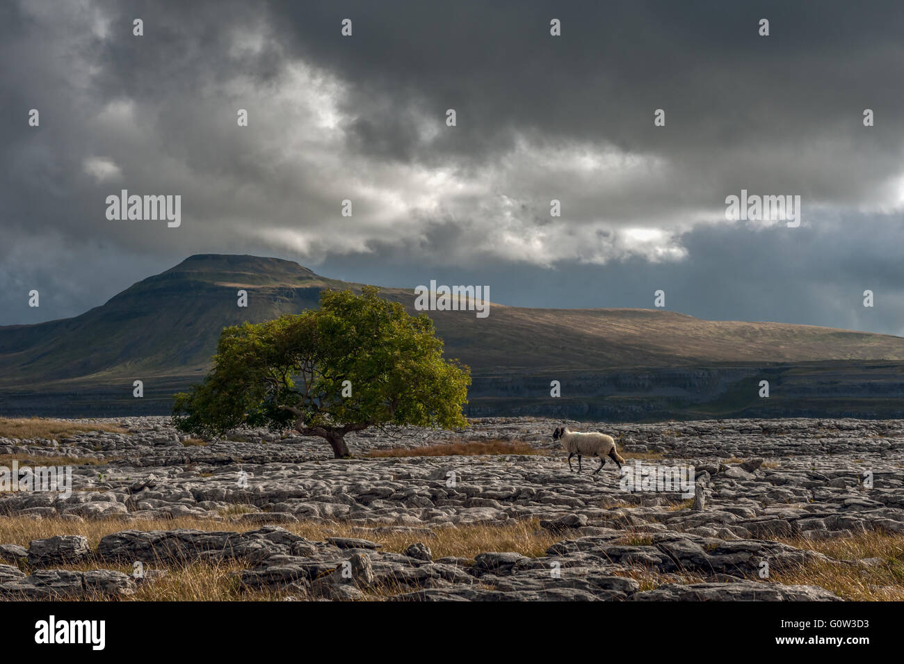 Ingleton yorkshire sheep hi-res stock photography and images - Alamy