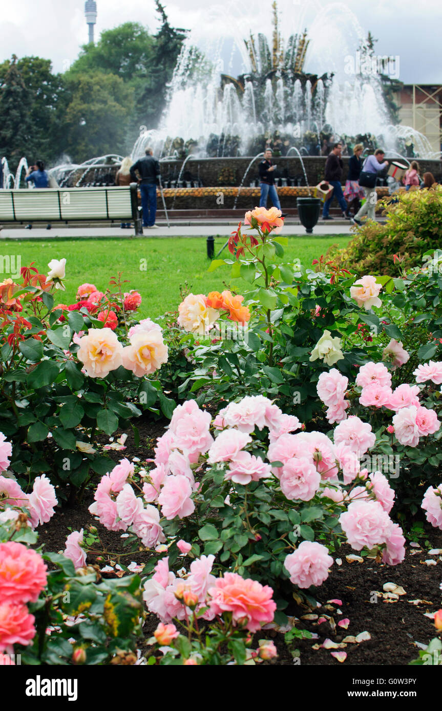 Russia national flower hi-res stock photography and images - Alamy