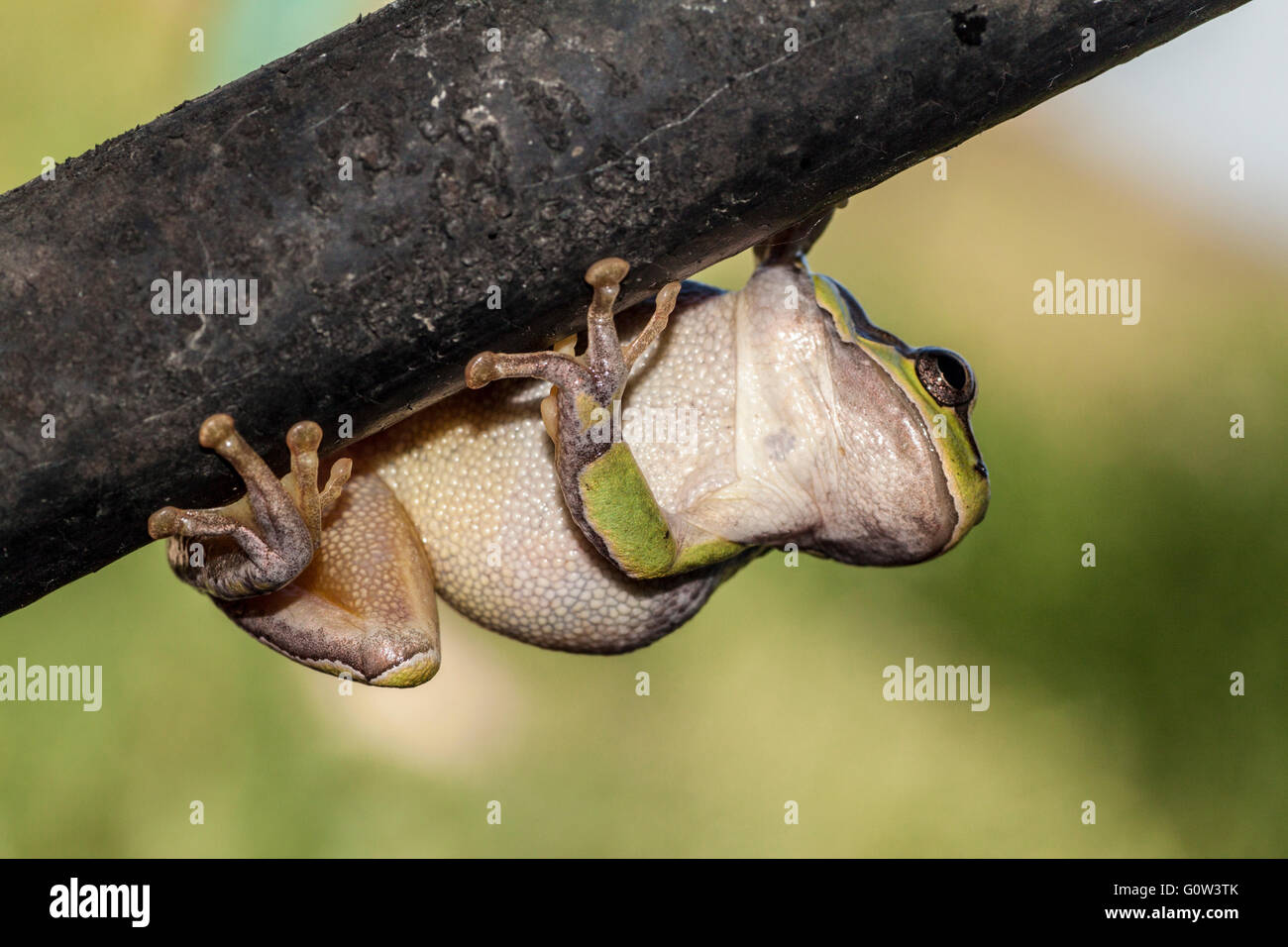 Frog hanging hi-res stock photography and images - Alamy