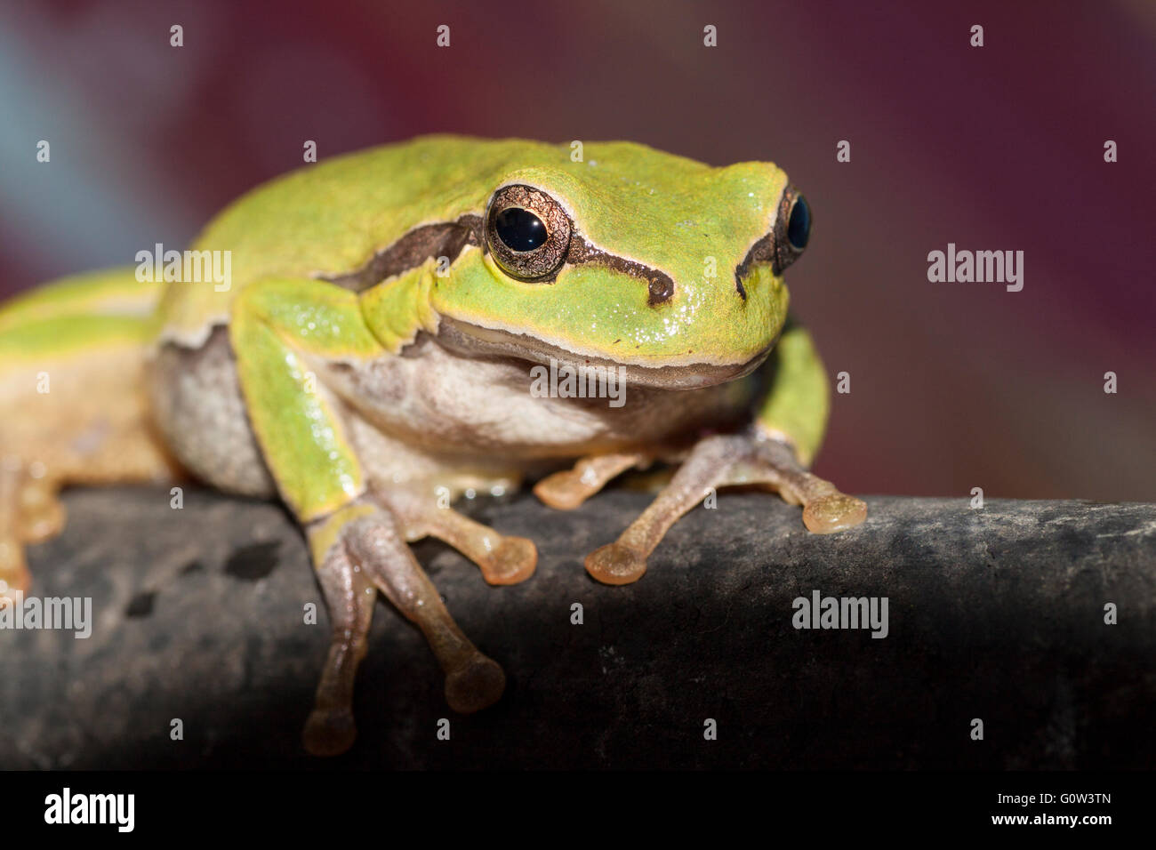 green frog sitting on a branch and looking ahead Stock Photo - Alamy