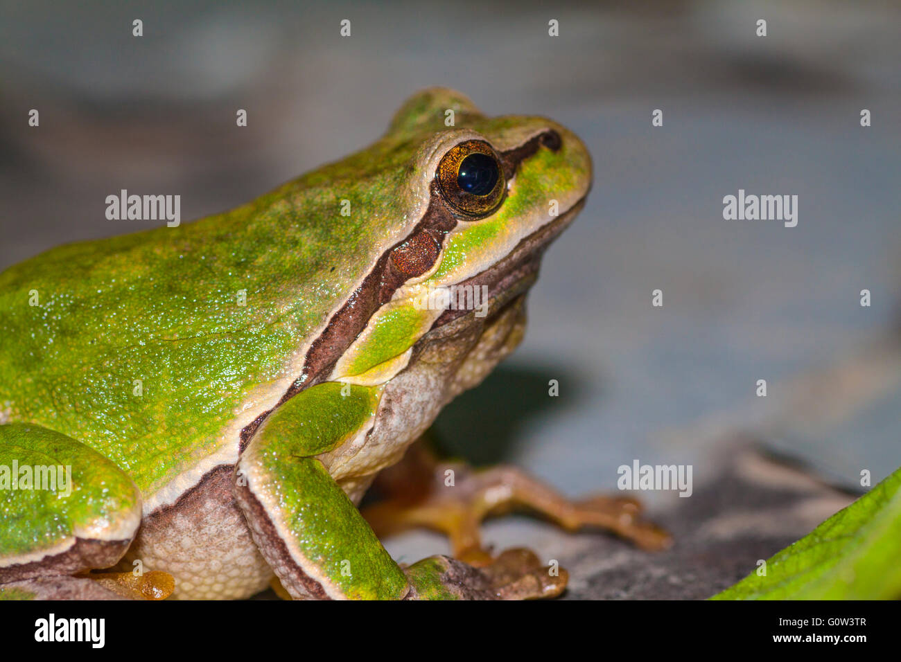 Green sitting frog looks at the sky Stock Photo - Alamy
