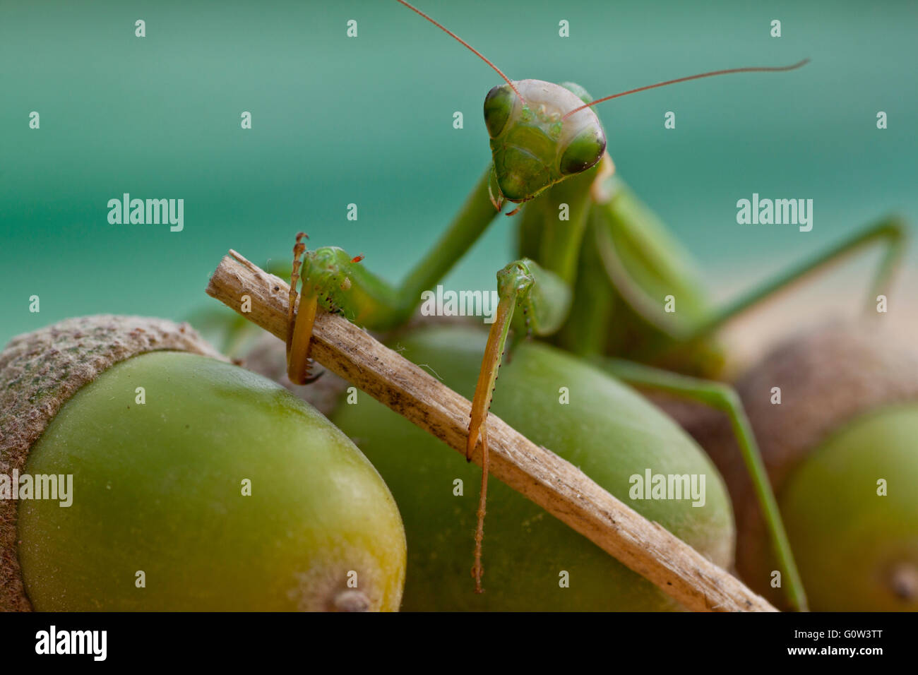 European mantis holding branch in its claws Stock Photo - Alamy