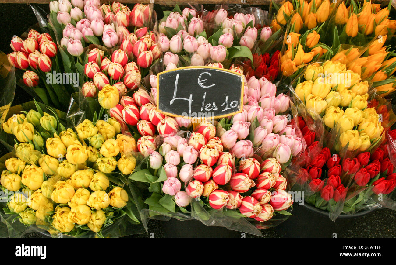 Bunches of tulips wrapped together on a market stall Stock Photo - Alamy