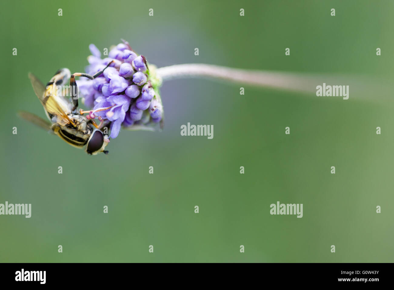 Mature hover fly hi-res stock photography and images - Alamy