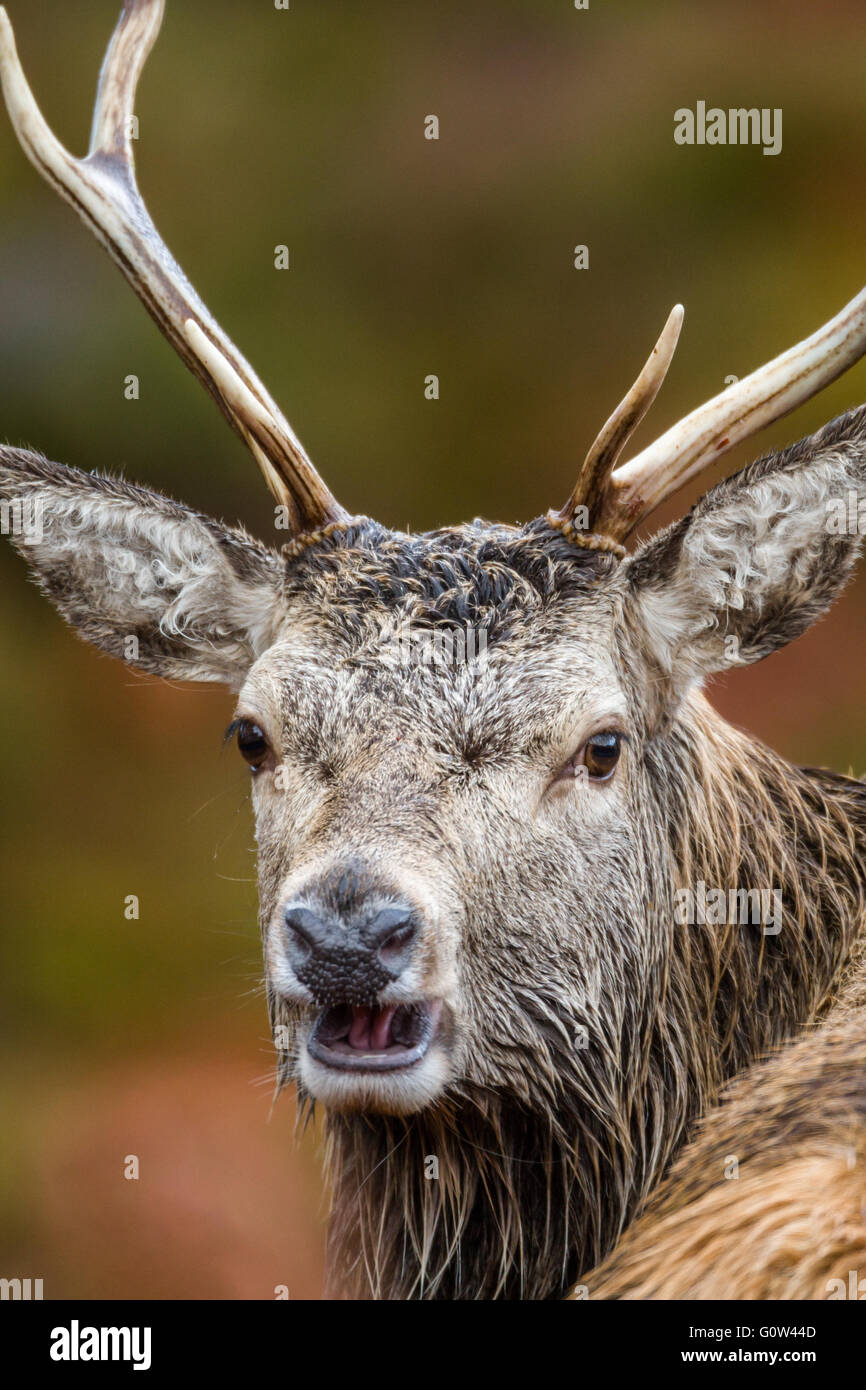 Red Deer Head High Resolution Stock Photography and Images - Alamy