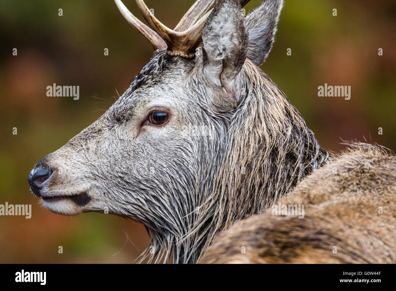 Red Deer Head High Resolution Stock Photography and Images - Alamy