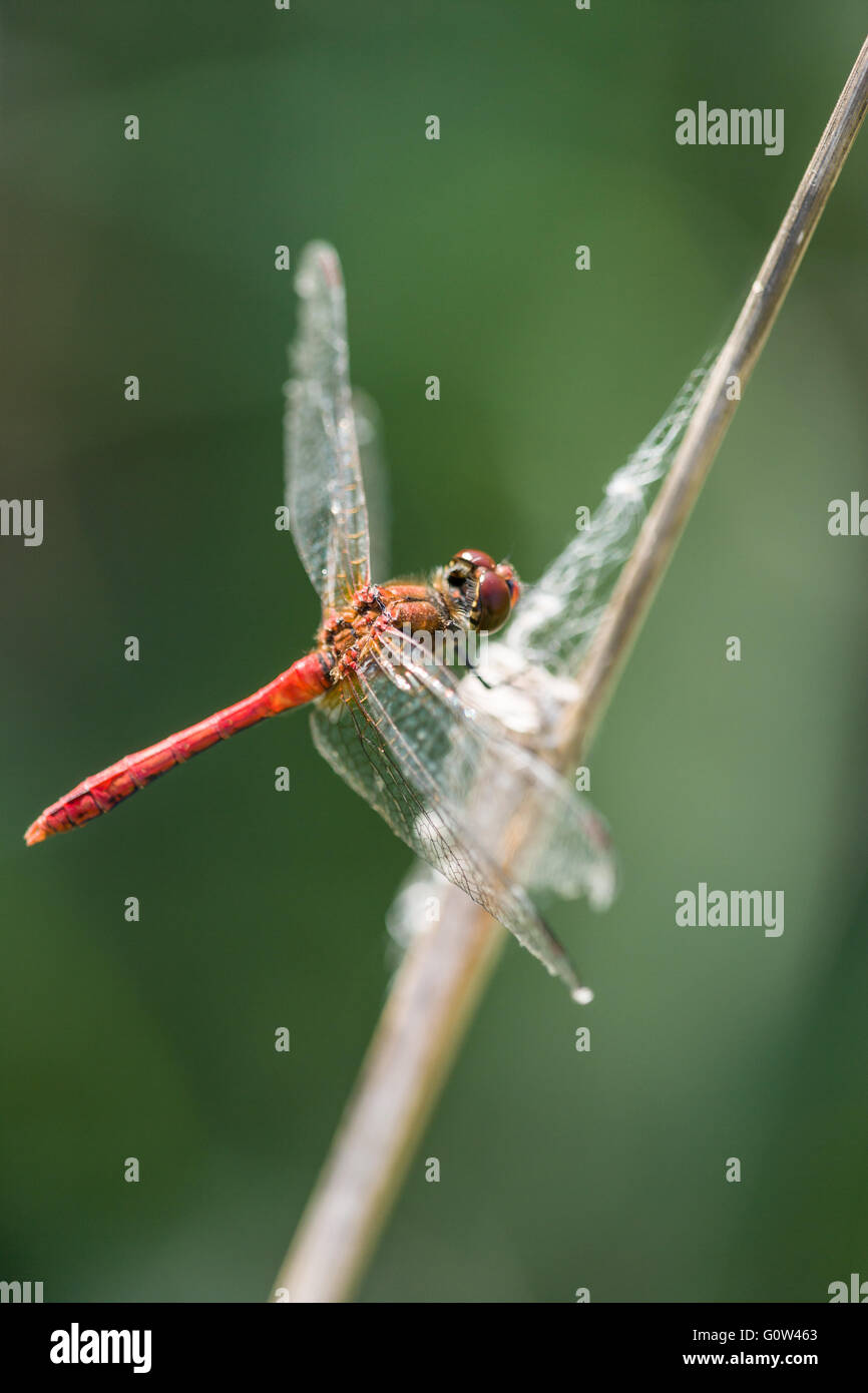 Male Ruddy Darter dragonfly Sympetrum sanguineum Stock Photo - Alamy