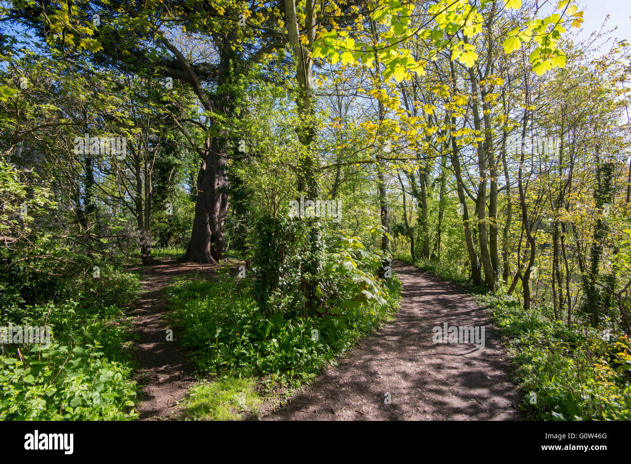 Woodland at Colwick Country Park in Nottingham, Nottinghamshire England ...