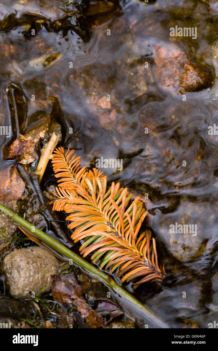 Pine branch floating in small stream Stock Photo - Alamy
